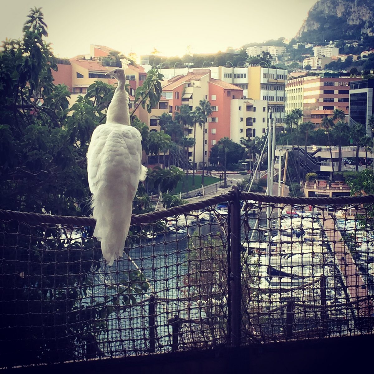 Idée sortie: le jardin animalier de Monaco